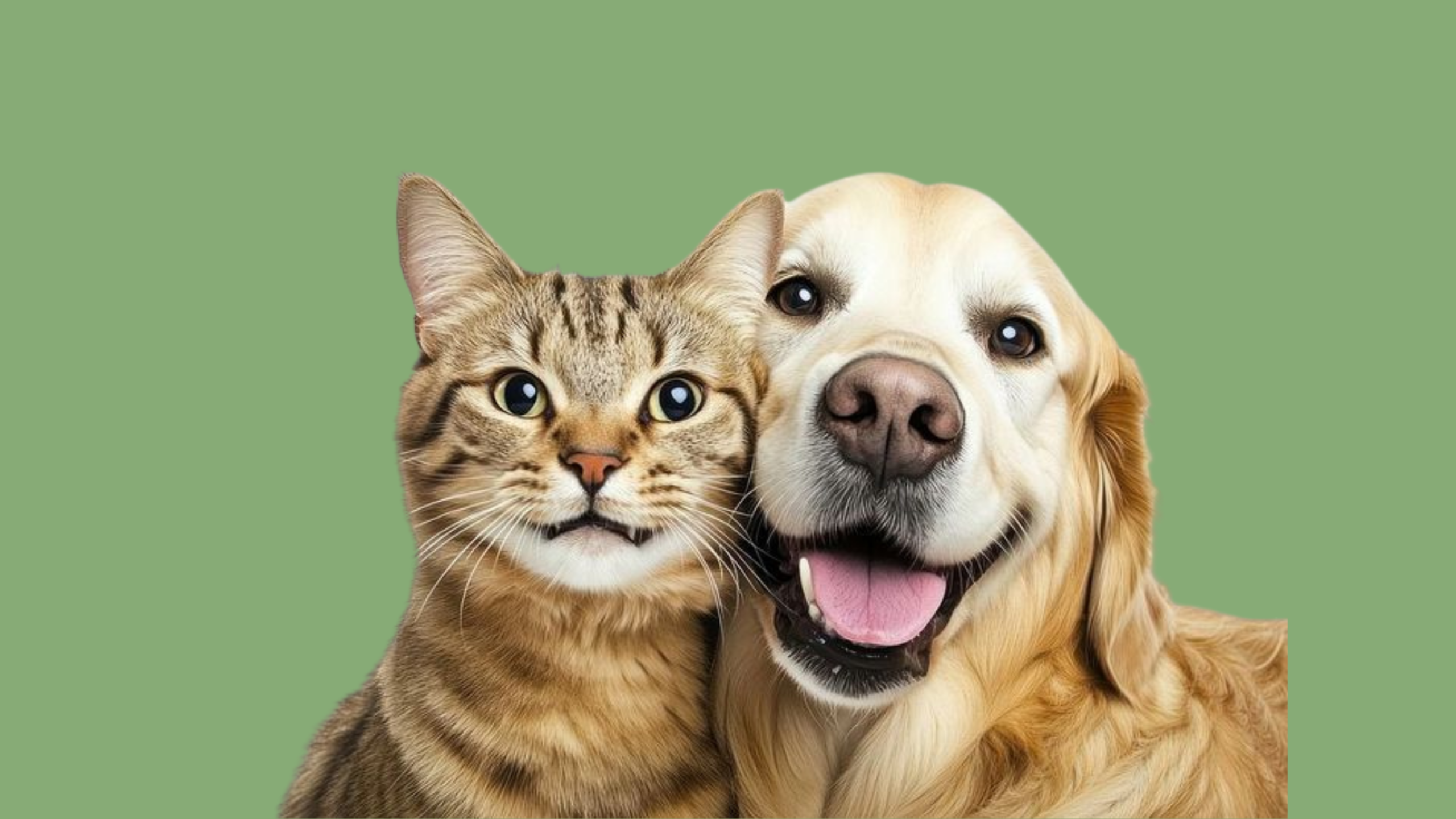 Lo que debes saber antes de adoptar • La Granja